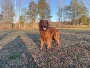 TGRR – Triad Golden Retriever Rescue – TGRR. Triad Golden Retriever ...
